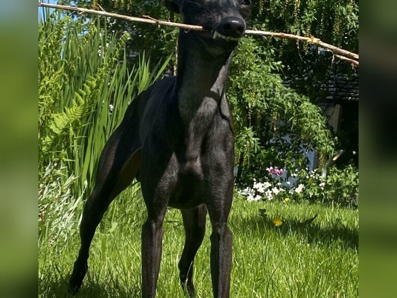 “Cryptid Dogs”: 30 Times People Managed To Snap A Pic Of Their Dogs At ...